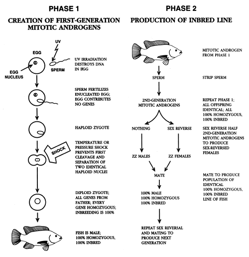 Ini lah Kehidupan sebenarnya: Androgenesis