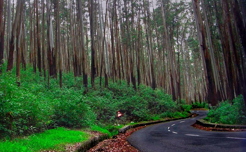 Tamilnadu Tourism: Pine Forests, Kodaikanal