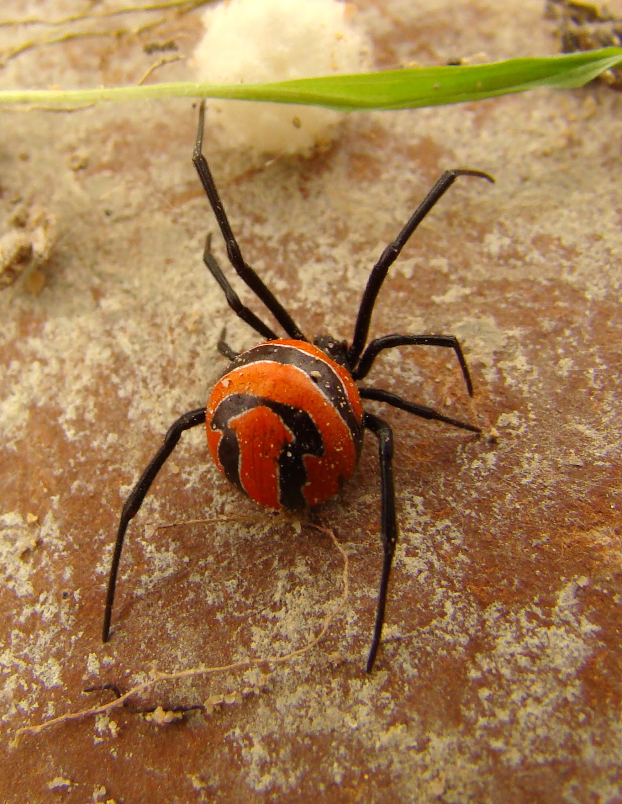 CHAPADA DIAMANTINA: Um ensaio sobre a Biodiversidade.