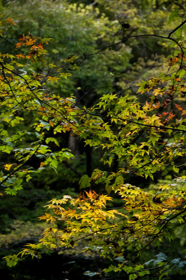 A Plant Fanatic In Hawaii: Nikko National Park, Hikes and Fall Color.