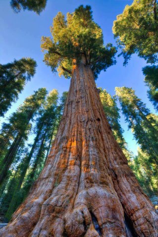 Professor Jeronimo: Sequoiadendron giganteum
