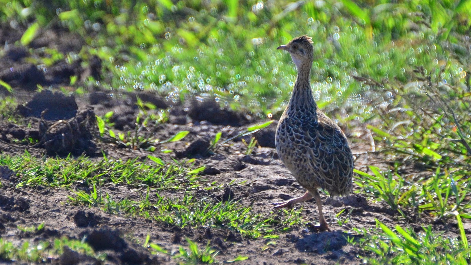 Aves de La Floresta: Perdiz