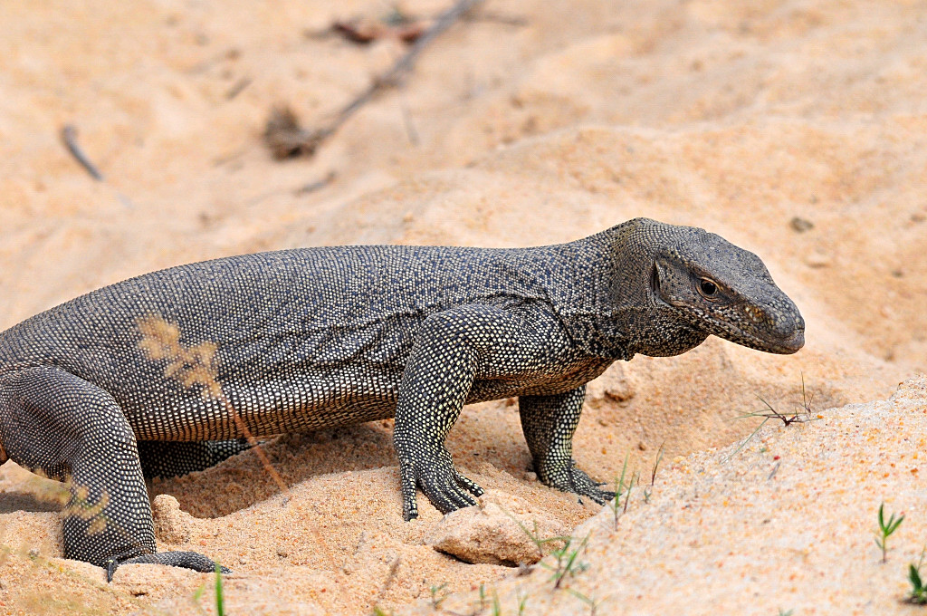 The Life Journey in Photography: Iguana at Yala National Park, Sri Lanka
