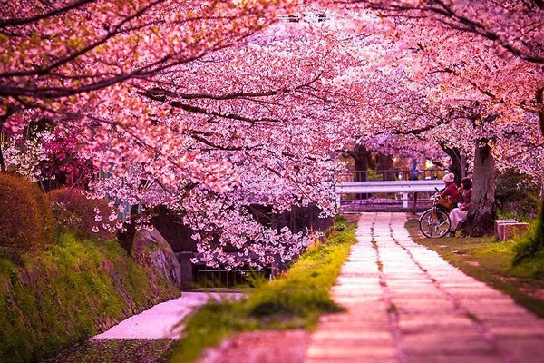 Foto Pemandangan Bunga Sakura Terindah di Jepang | Terbaru 2021