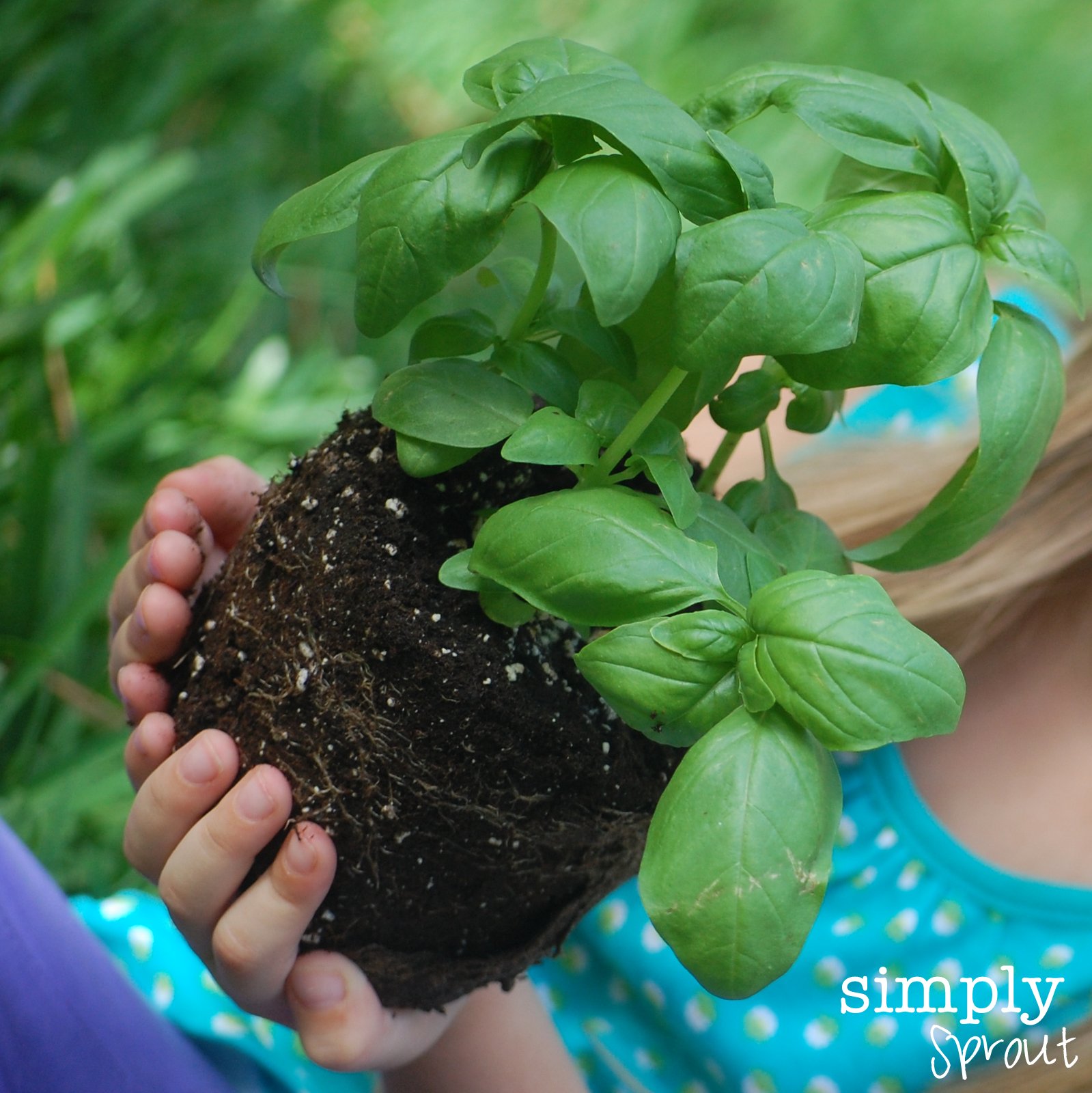 Mommy & Me Mondays: An Up-cycled Herb Garden - Simply Sprout