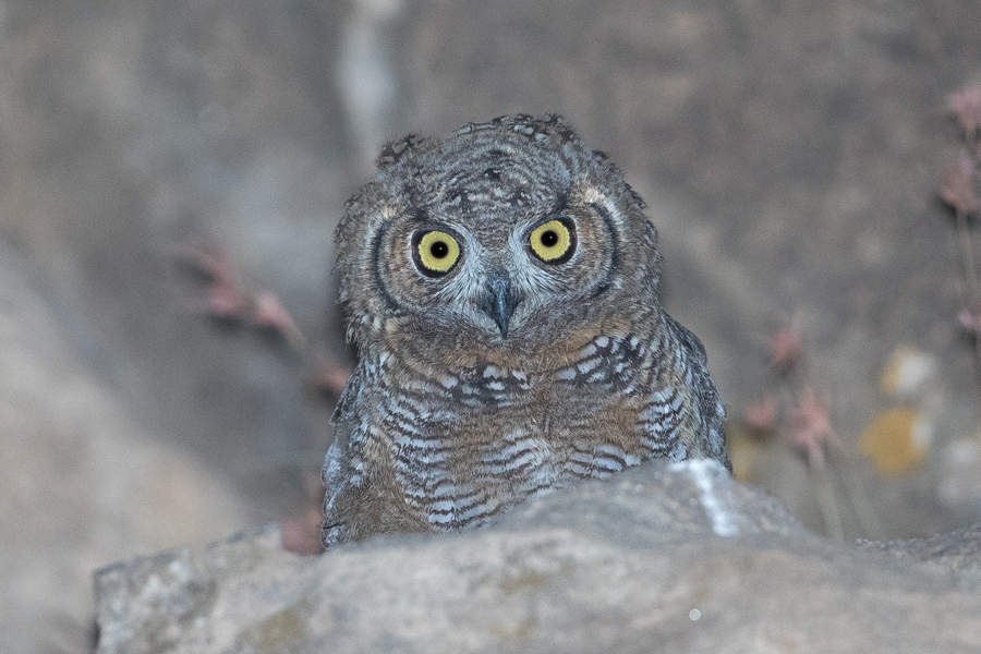 Birds of Saudi Arabia: Arbabian Spotted Eagle Owl young - Tanoumah