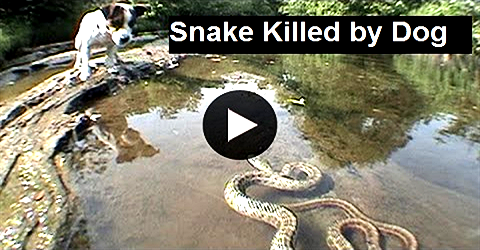 Pakistan: Snake And Dog's Are Not Friend Watch