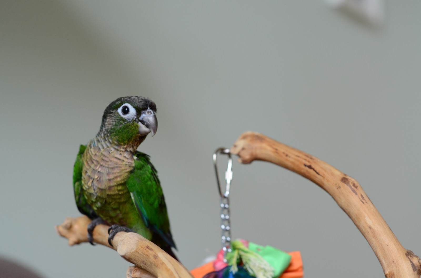 loro loco: Oisillons disponibles