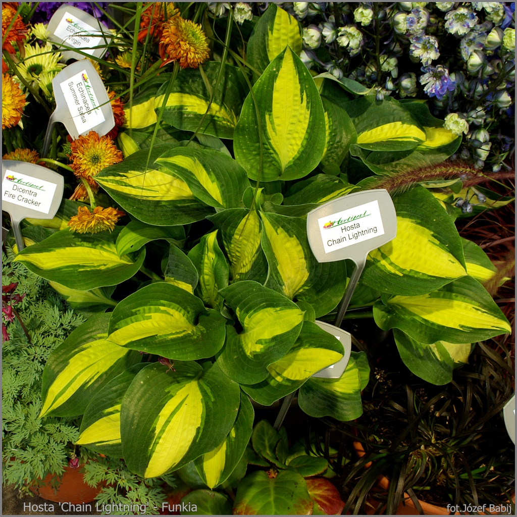 Plant Gallery - Encyklopedia Roślin: Hosta 'Chain Lightning' - Funkia ...