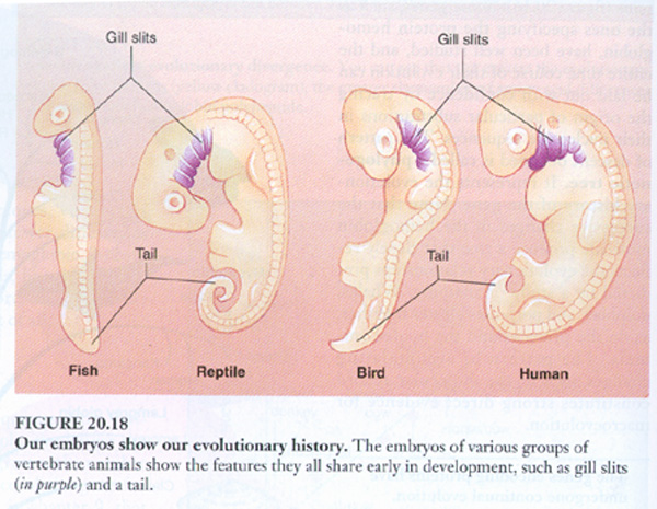 Birds To Dinosaur: Python Vestigial Pelvis, Femur and Spur