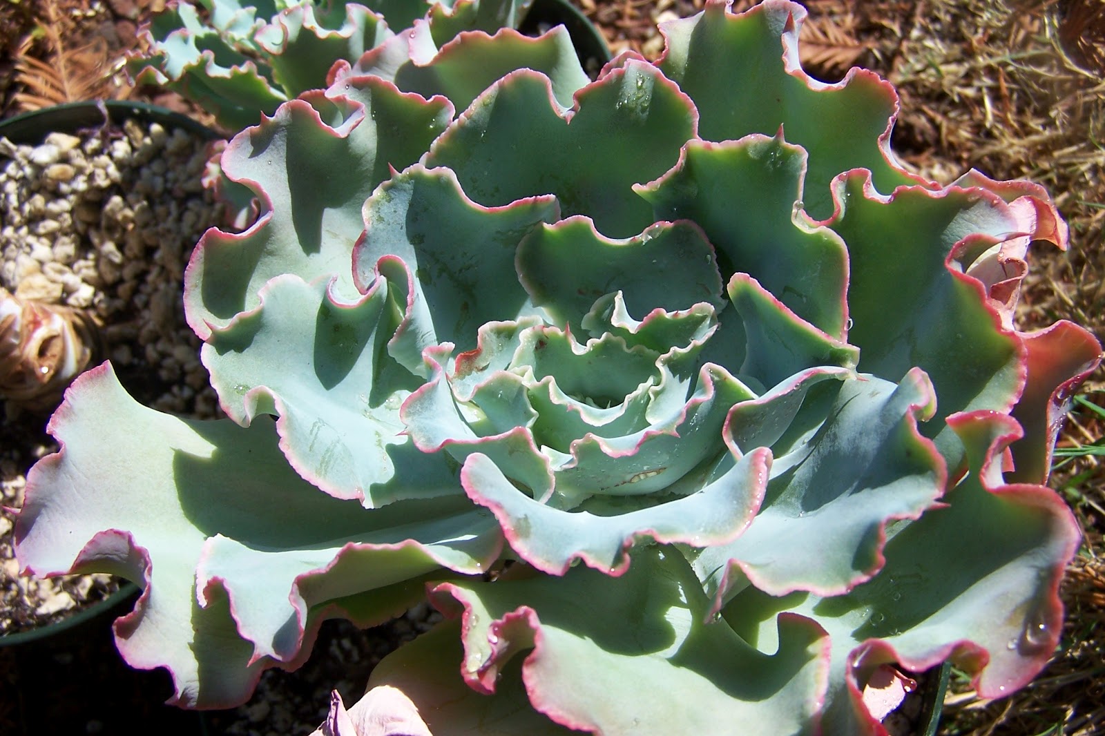 Oregon Cactus Blog: Echeveria 'Aquarius'