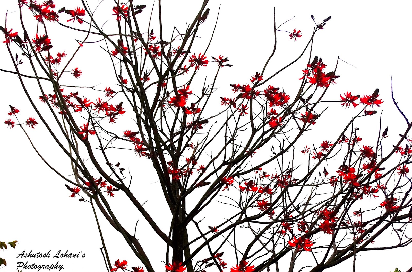 INDIAN FORESTRY: Erythrina stricta var. suberosa (Indian Coral Tree ...