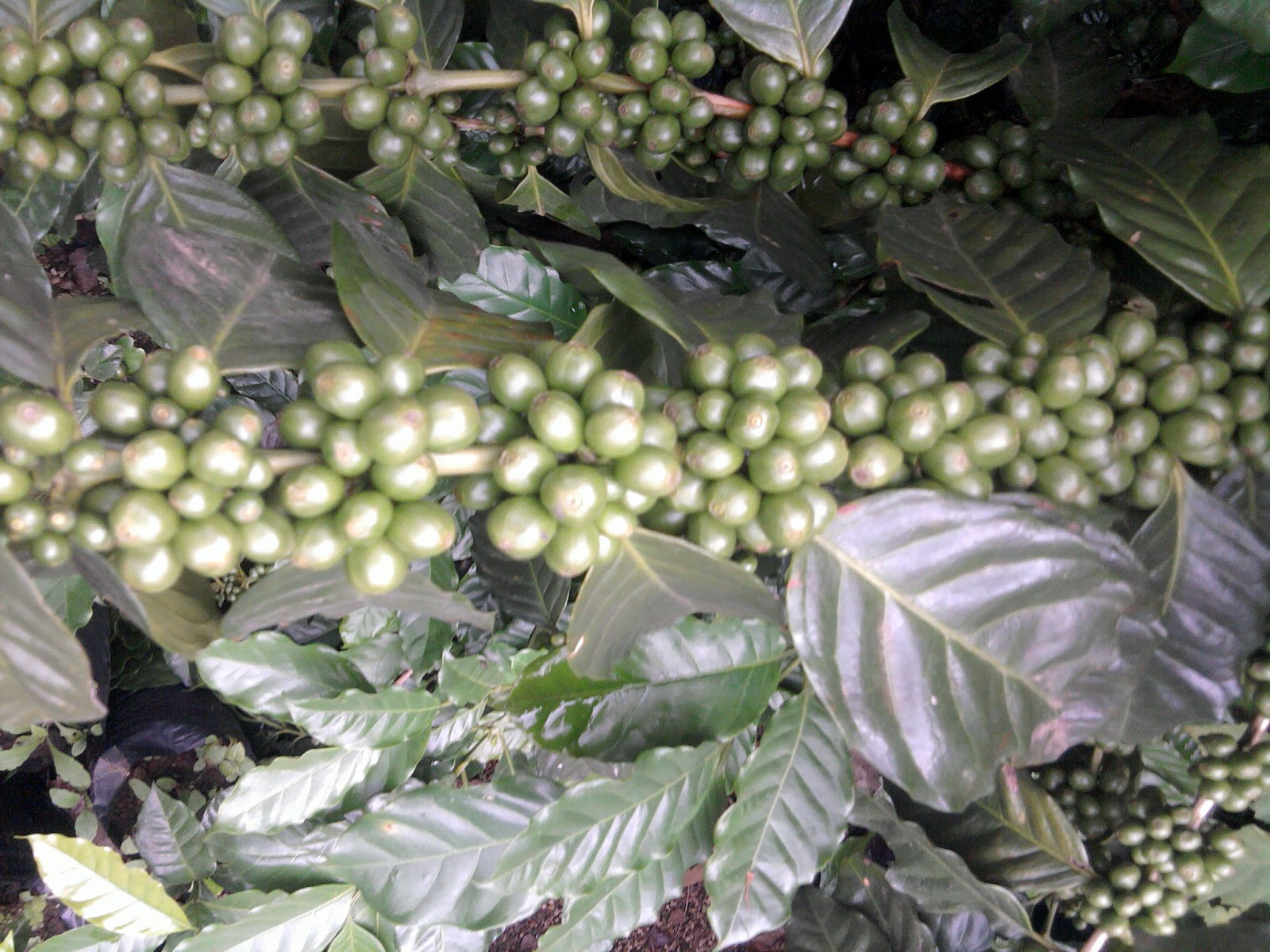 ASISTENCIA TÉCNICA AGRÍCOLA: PRODUCCION DE CAFE CATIMOR