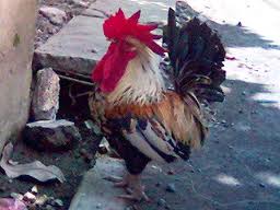 Tips Beternak Ayam kate | Tips cara memelihara ayam