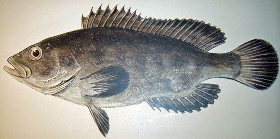 Frutos del Mar: Cherna y mero