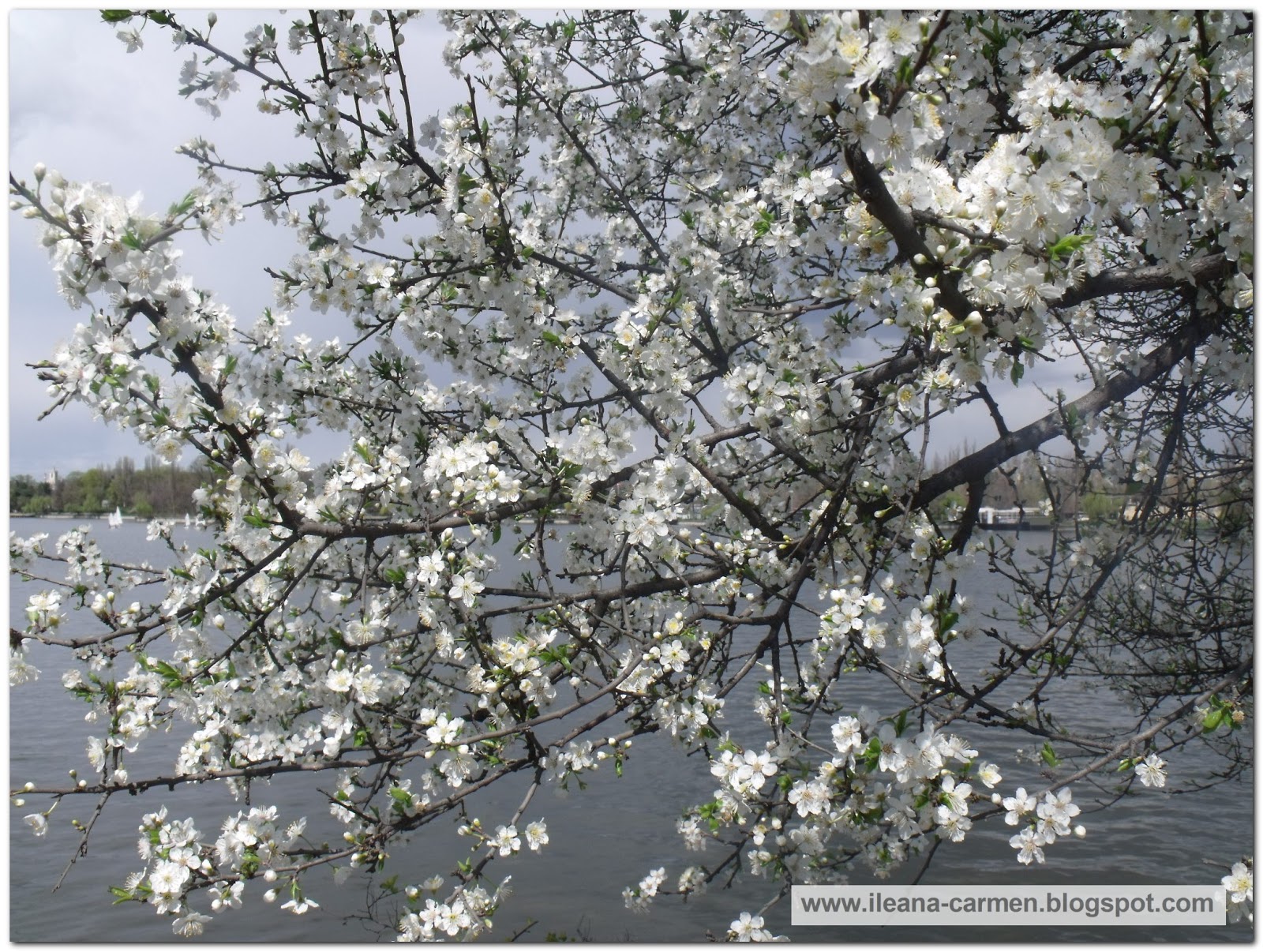hobbies: TUTORIAL Quilling 3d - Blooming Branch with Cherry Flowers