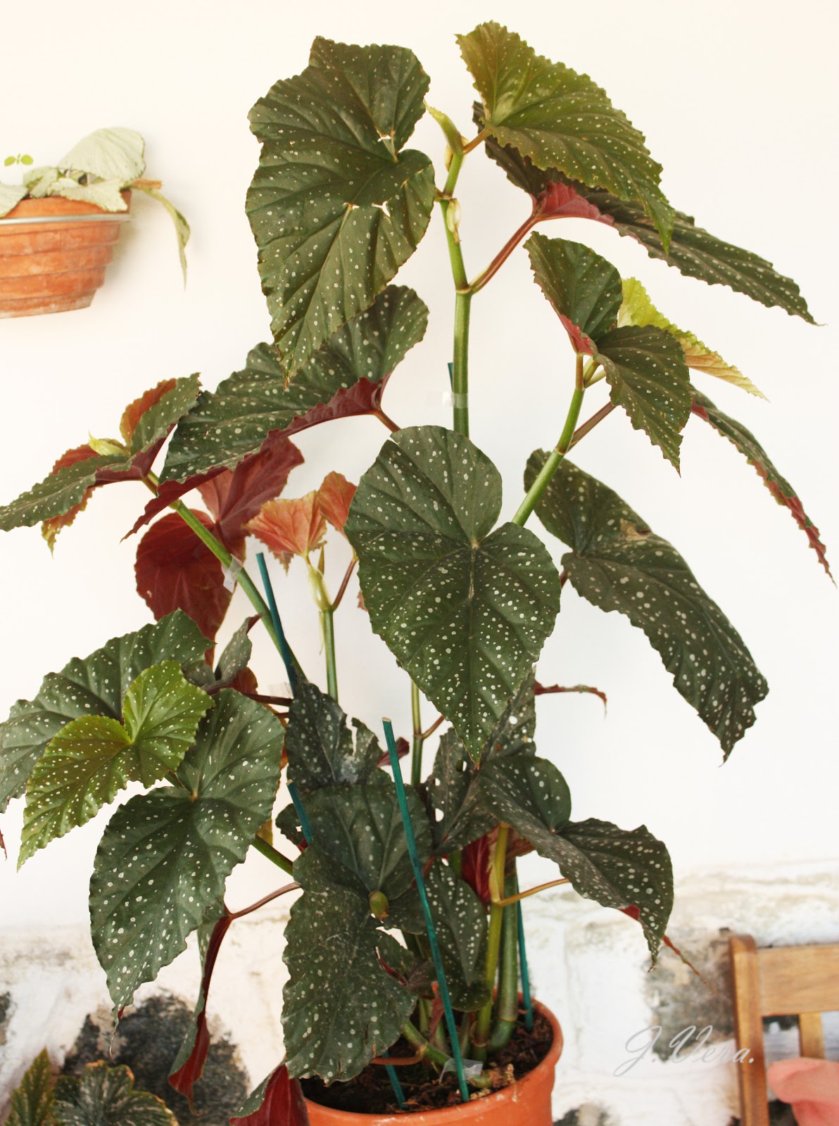 Un jardín en Málaga: Begonia Corallina de Lucerna