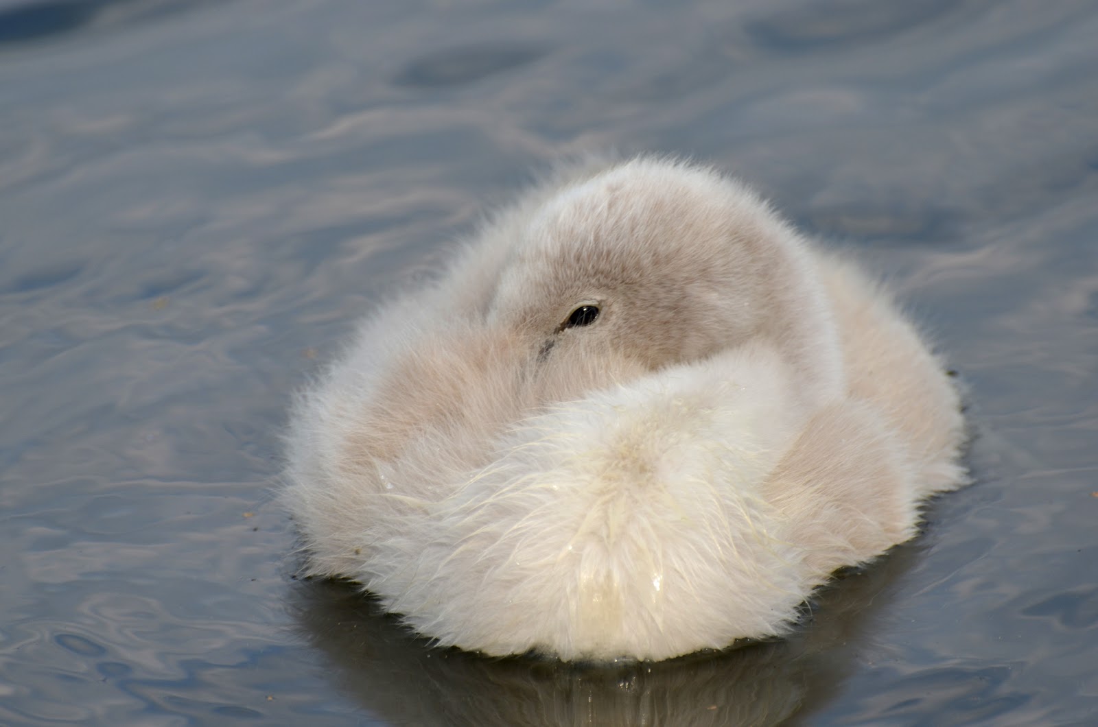 The Early Birder: Mute Swan Cygnet
