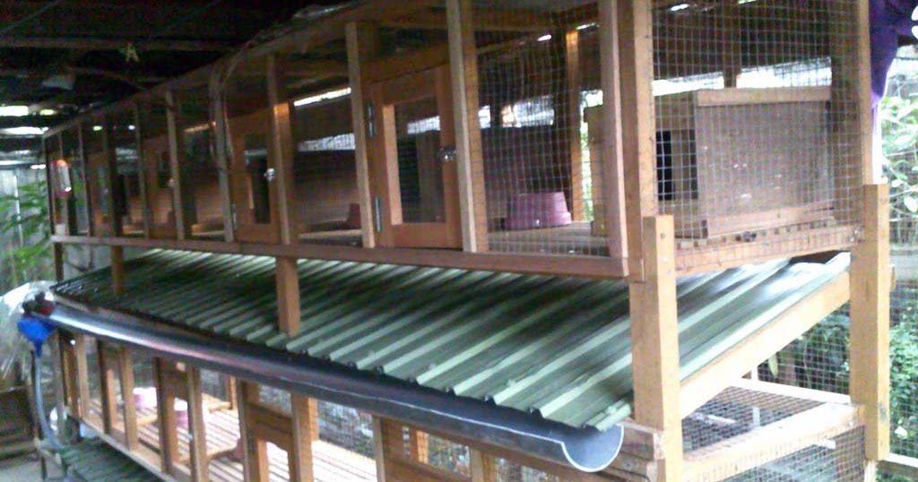 Cara membuat kandang kelinci sesuai standart dan murah