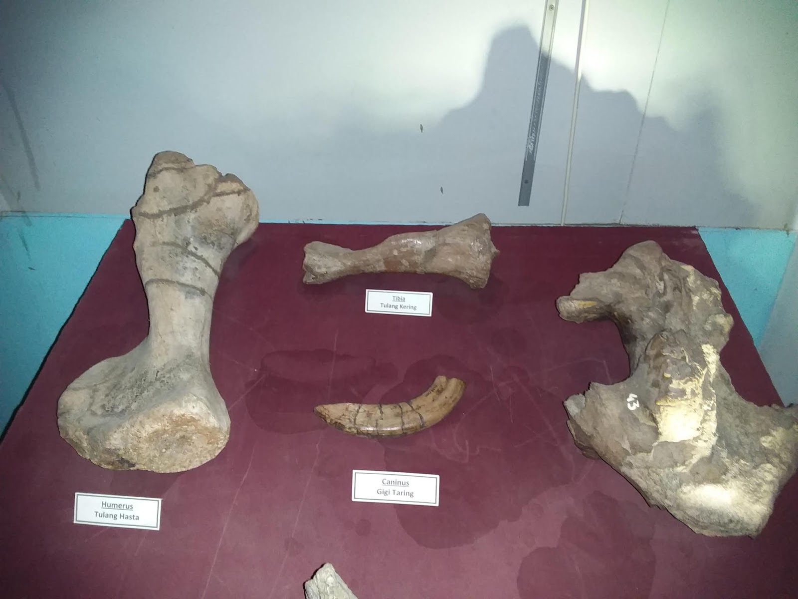 Sangiran Museum the World Heritage Site