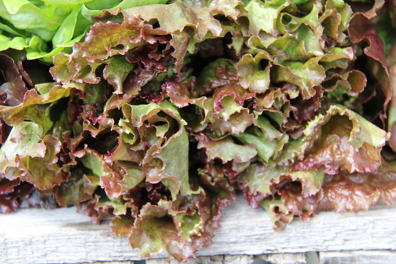 Stony Hill Farms CSA: Lettuce