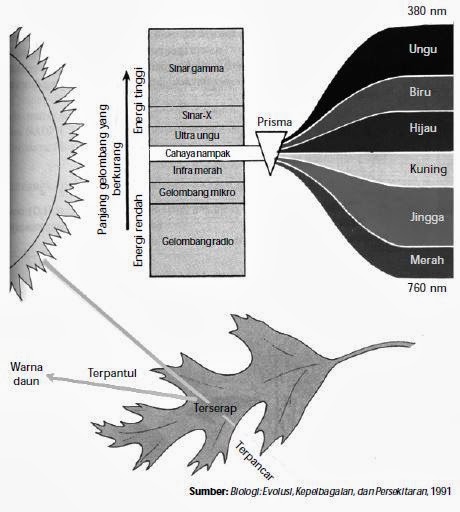 Penjelasan Tentang Fotosintesis | Biologi Indonesia