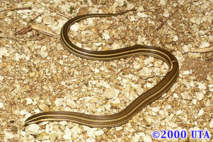 Reptiles and Amphibians: Guardacaminos (Conophis lineatus)