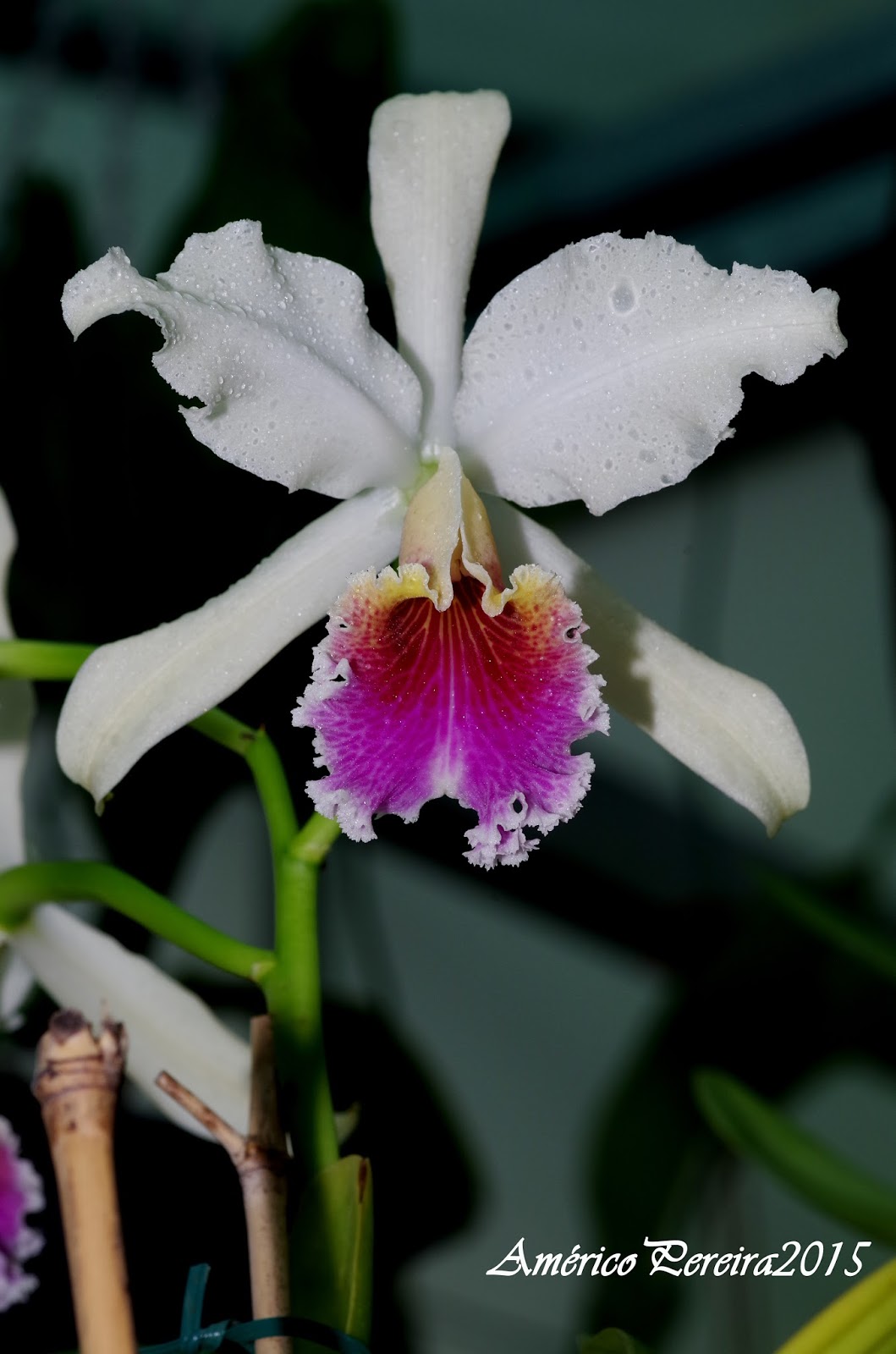 Orquídeas soltas: Cattleya rex