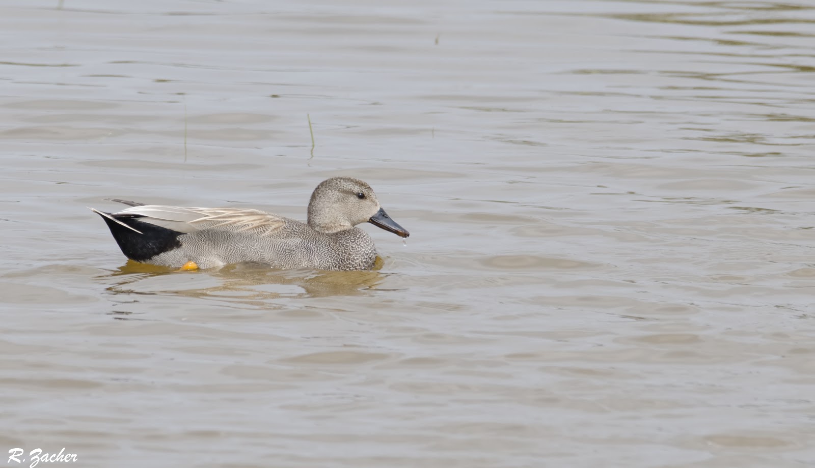 Naturalmente: Ánade friso - Anas strepera