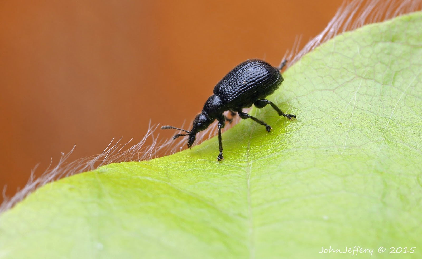 JJ's Photographic nature blog: Frogs hop and Cuckoos spit?