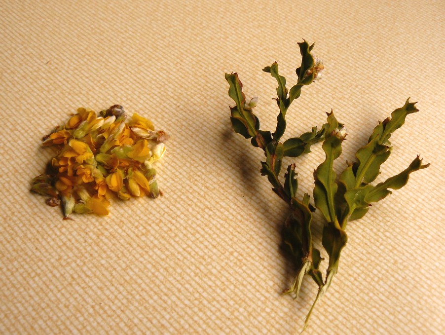 Outras Comidas: A Carqueja