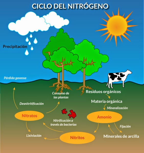 Ciclos biogeoquimicos: octubre 2014