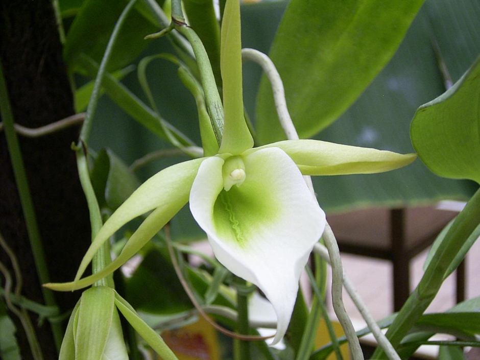 Angraecum eichlerianum orchid plant care and culture | Travaldo's blog