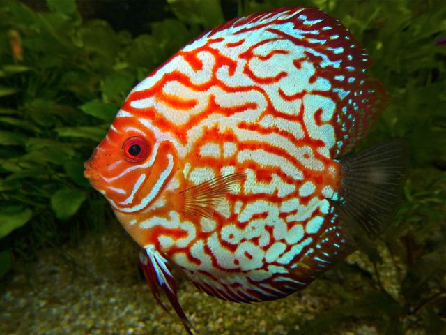 Gambar Ikan Discus Jantan dan Betina dalam Aquarium yang Cantik dan ...