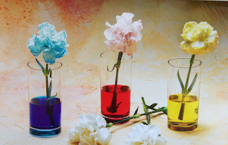 Creciendo con libros y juegos: EXPERIMENTO CAPILARIDAD: HACEMOS FLORES ...