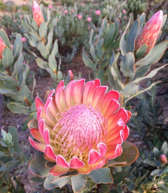 A Passion for Flowers: In the Field: Pink Duke