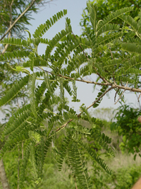 TARAY: Historia del Taray