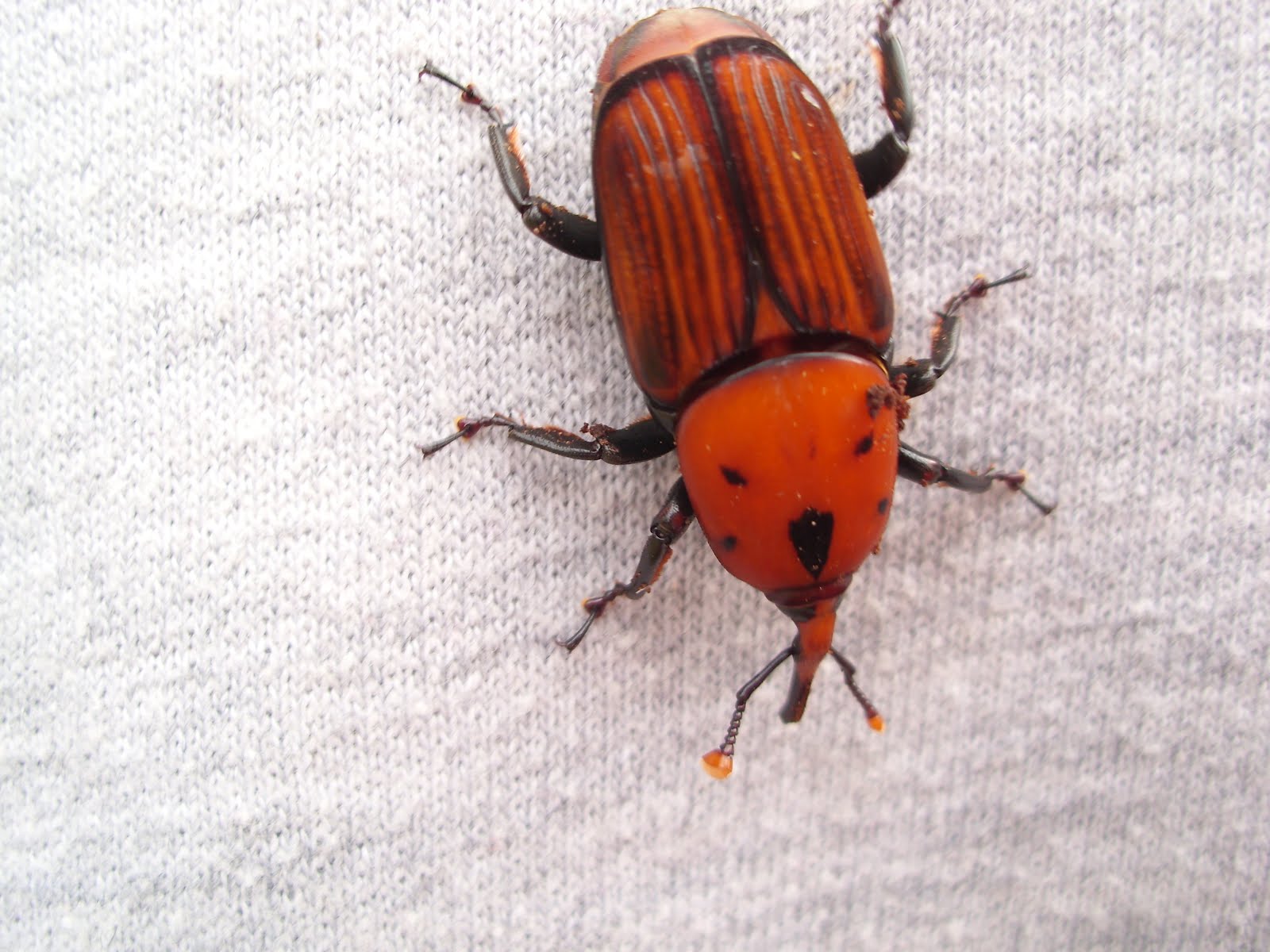 NATURALEZA VERDE DEL LEGOLAS: RHINCHOPHORUS FERRUGINEUS o picudo rojo