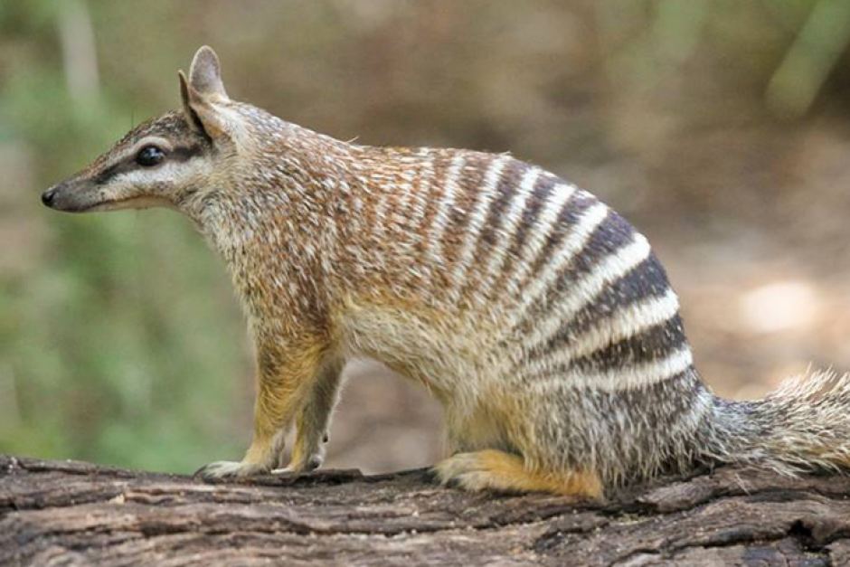 BioScouts: Numbat