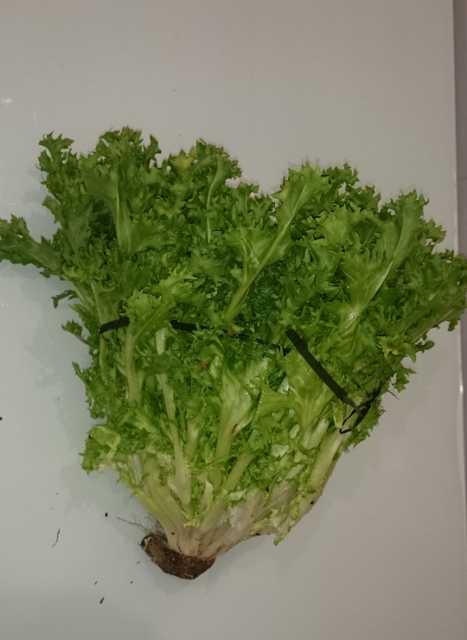 El Huerto de Jose Antonio: Cultivo de Escarola