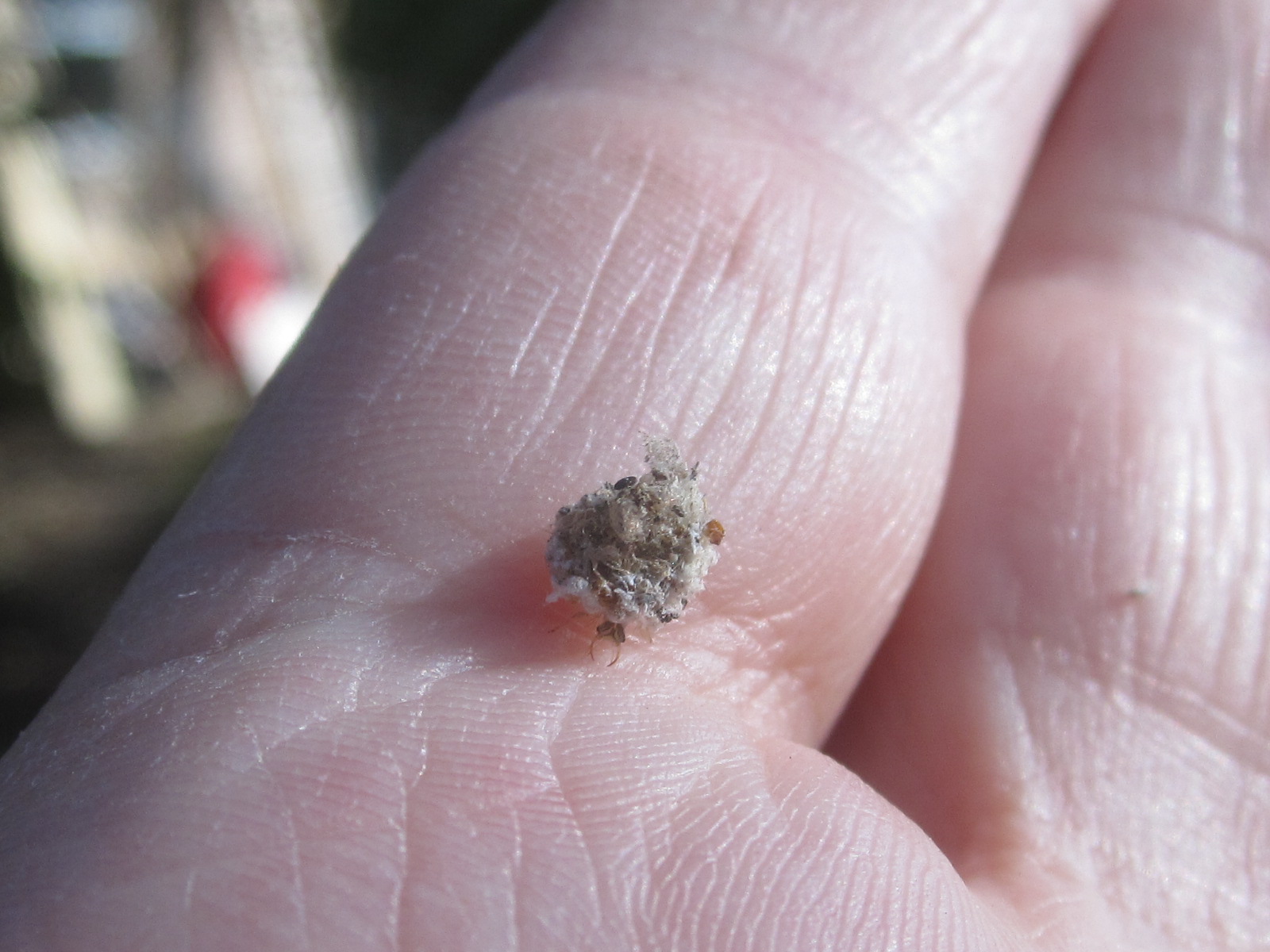 Tropical Texana: MEET THE BUG THAT ALWAYS MAKES ME SMILE: HAPPY MACRO ...