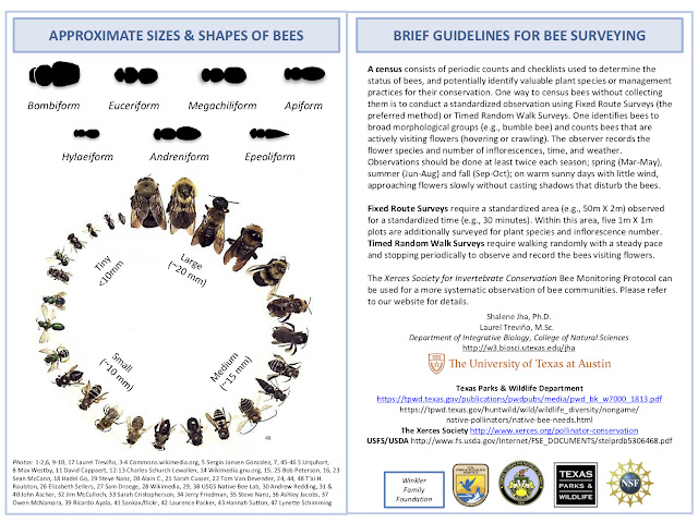 Window on a Texas Wildscape: Bees of Central Texas