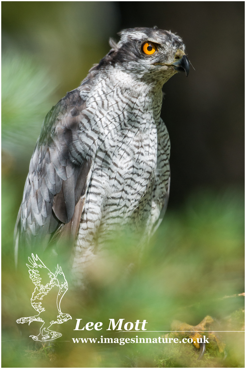 Lee Mott Photography