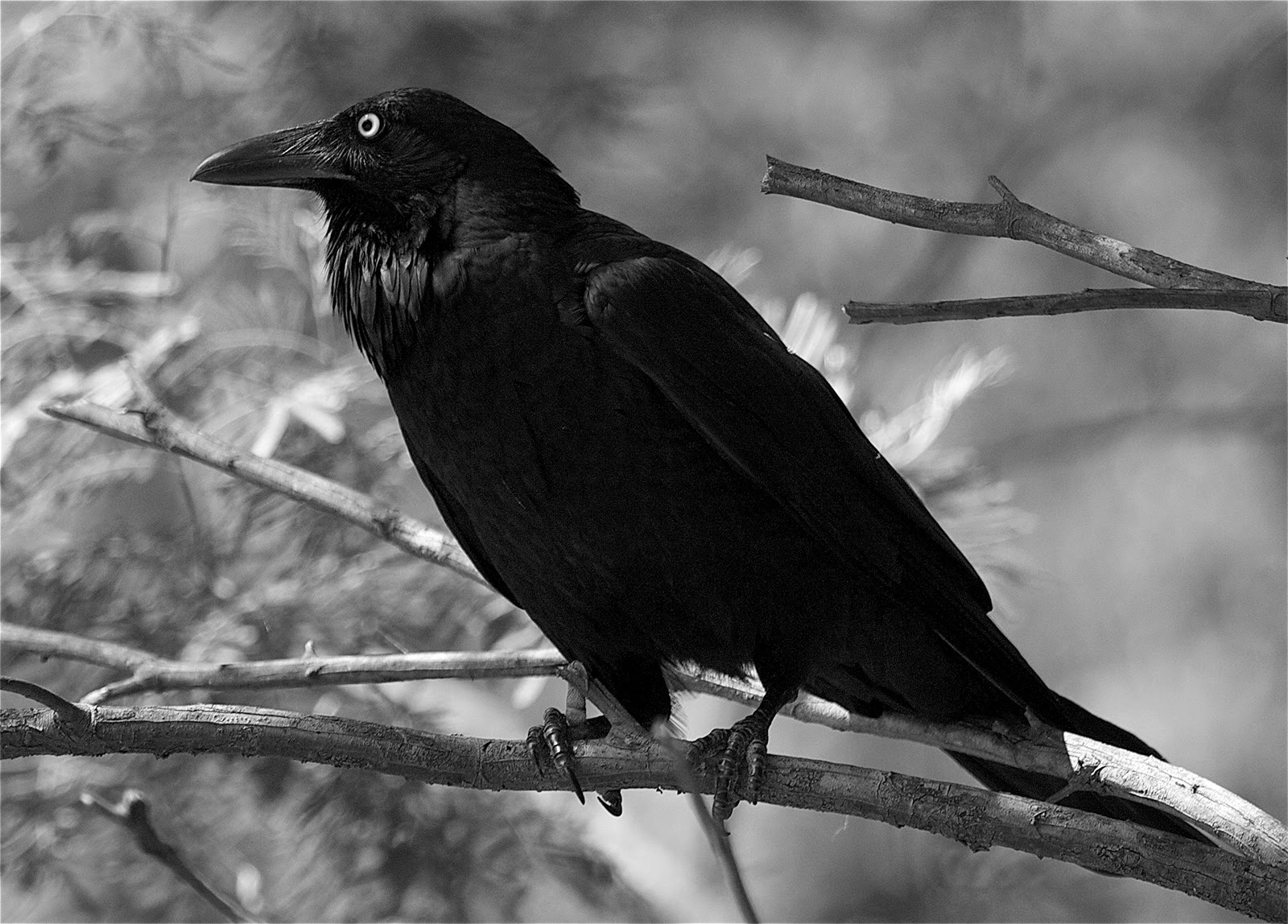 The Raven Reference Images