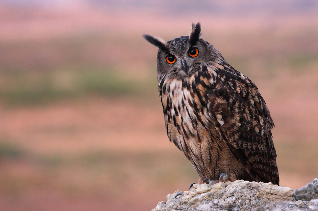 El aristócrata de la fauna ibérica. El búho real.