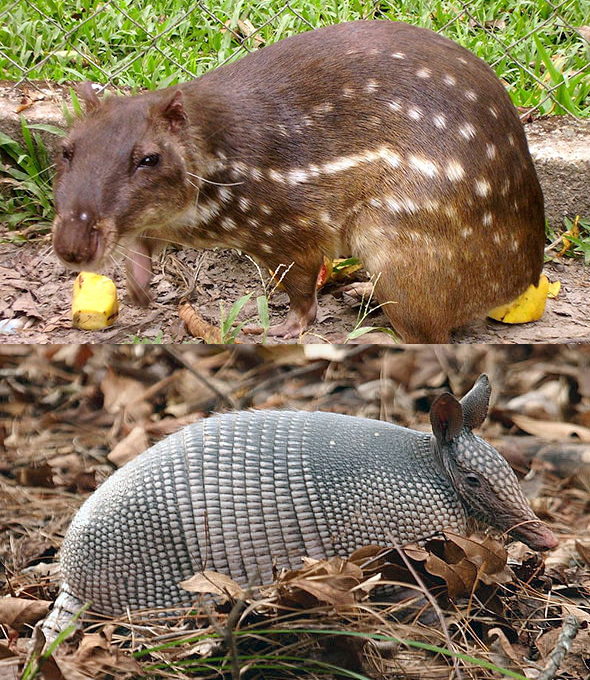 Museo Digital de Chichiriviche-Falcón: Chichiriviche tiene la fauna más ...