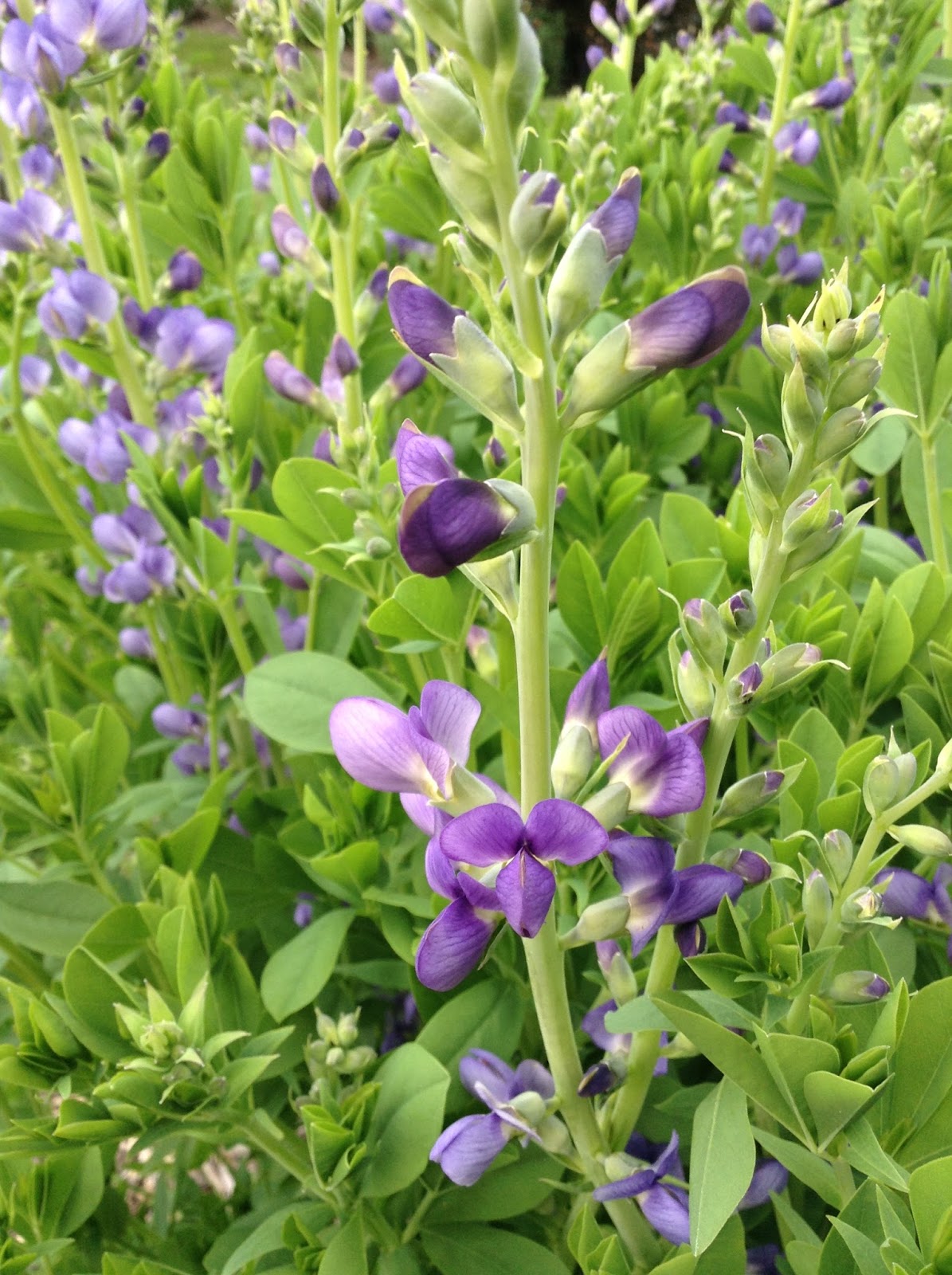 Confessions Of A Plant Geek: Baptisia - False Indigo