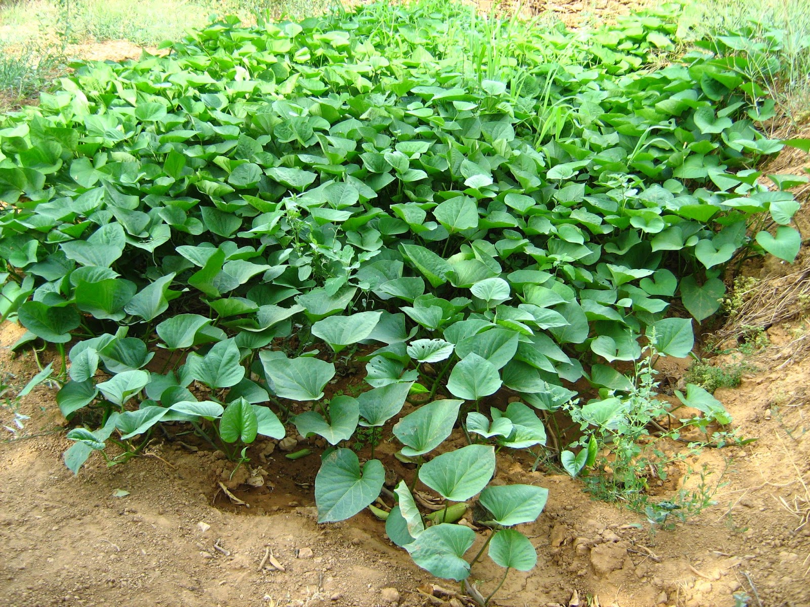 Terramanhada: Cultivar batatas