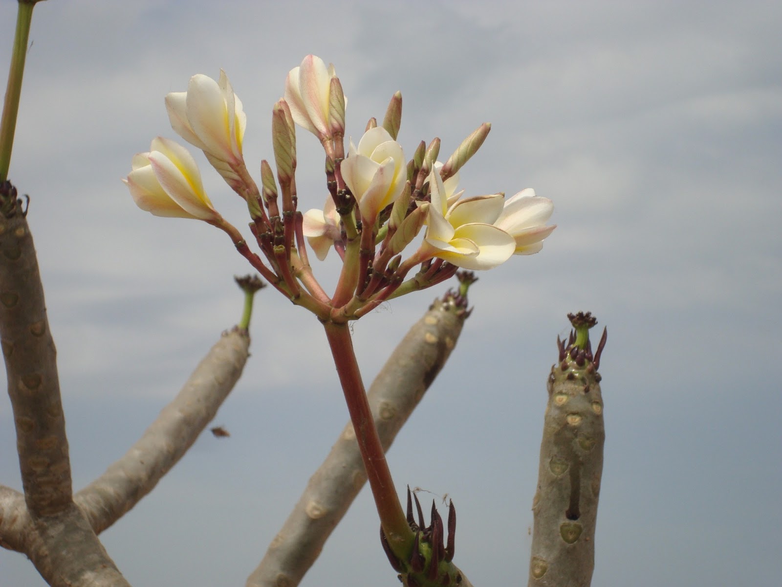 Champa Flower ~ Photos Cambodia