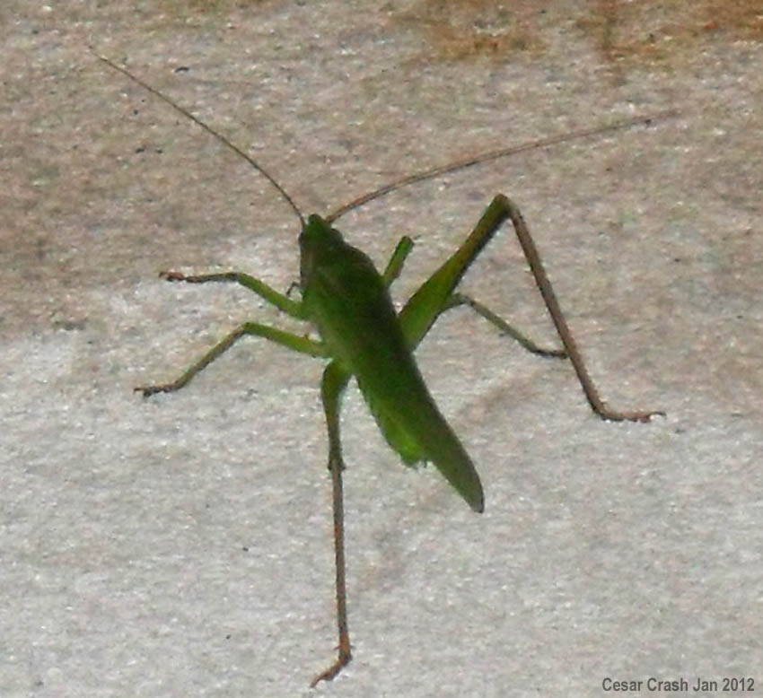 Insetologia - Identificação de insetos: Esperanças verdes